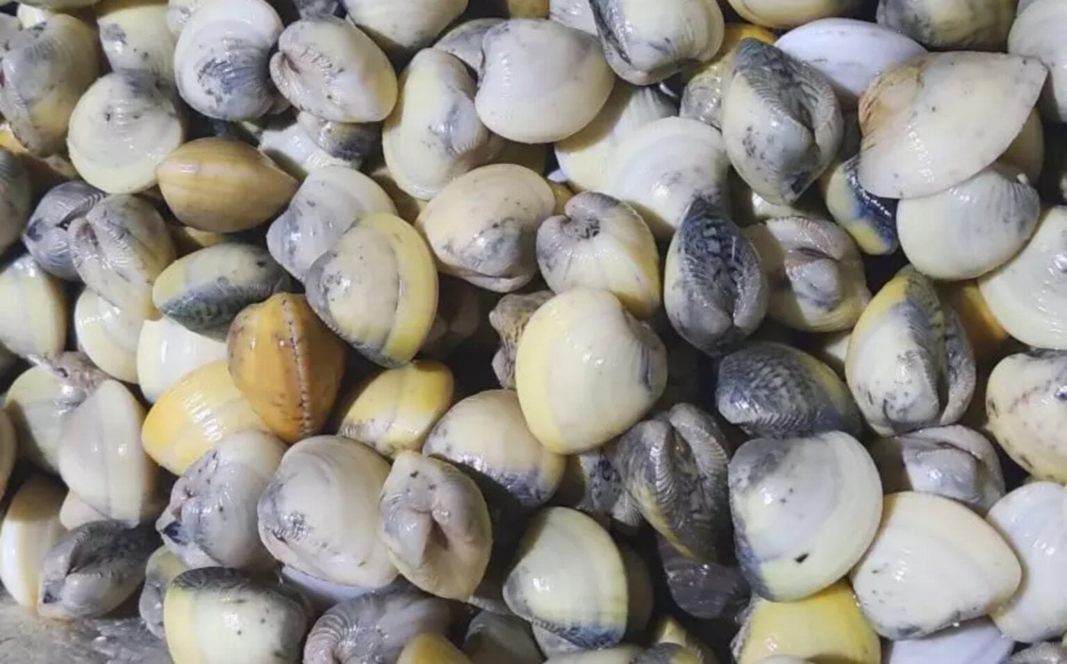 O que é o berbigão, usado na culinária típica da Ilha?